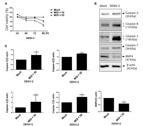 Figure 1 From Dengue Virus Infects Primary Human Hair Follicle Dermal