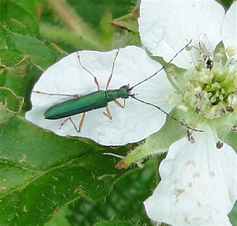 Plinthocoelium Encyclops Caerulea Bugguidenet