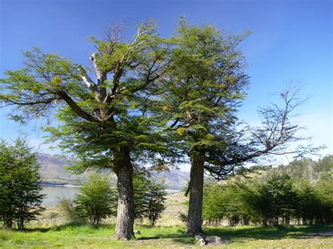 Lenga Beech Nothofagus Pumilio · Minka
