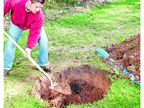 Правила за засаждане на овощни дръвчета Български Фермер