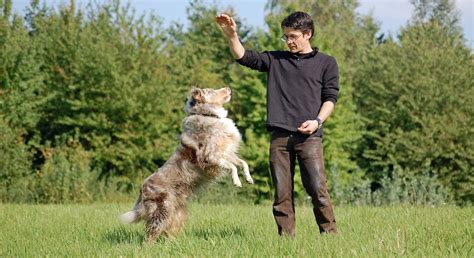 Educatore cinofilo chi è e cosa fa per addestrare un cane