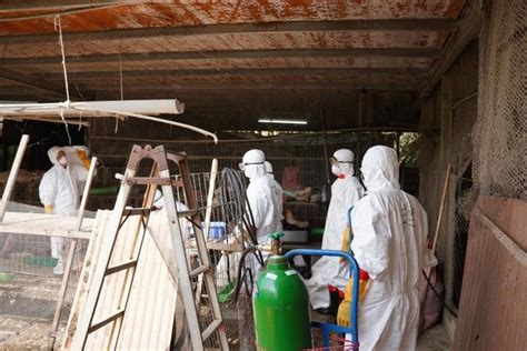 竹縣一處養禽場爆發禽流感 動保所全面撲殺防堵疫情