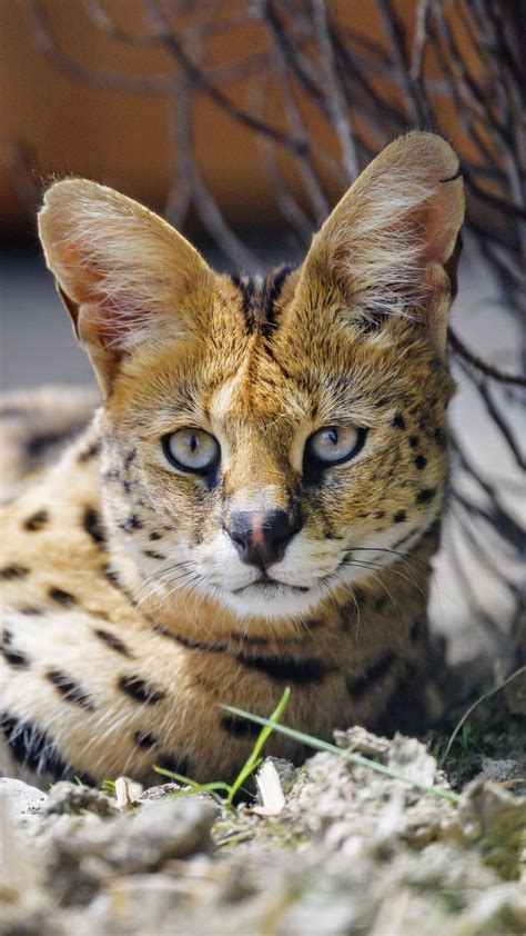 Serval Cat Wallpaper