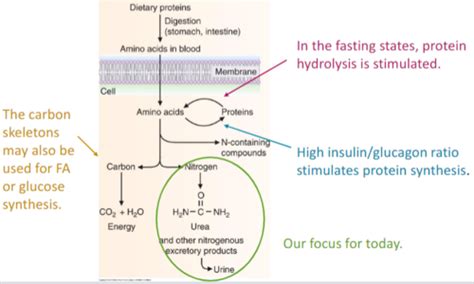 Deamination Urea Cycle Flashcards Quizlet