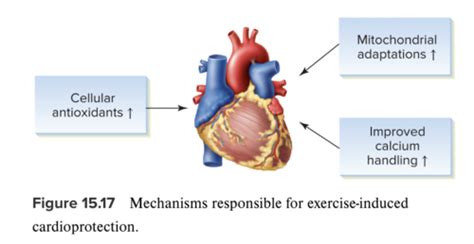 Exercise Physiology Test 4 Flashcards Quizlet
