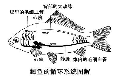 活鱼放血 iZheteng