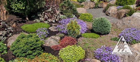 Iseli Nursery