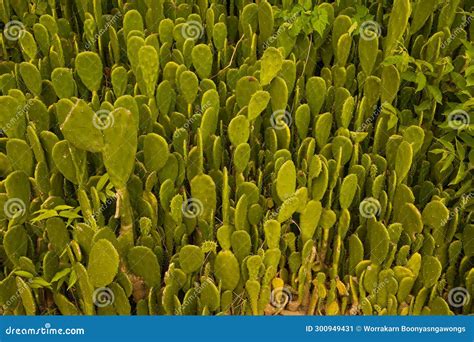 Small Rounded Stems Cactus Fill Over The Picture Stock Image Image