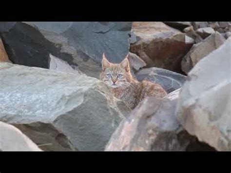 世界で最も知られていない猫不思議と謎につつまれたハイイロネコの巣穴が発見される Cats Chinese mountains