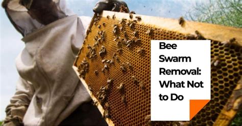 Bee Infestation How To Stay Safe Beesstyle