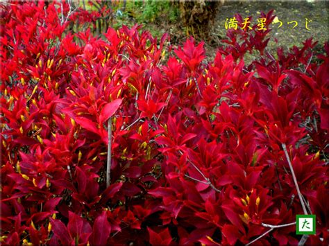 30満天星つつじ 写真共有サイトフォト蔵