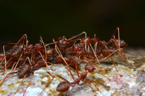 Red Ants Army Stock Image Image Of Insect Teamwork 67314005