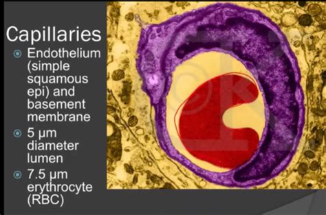 Unit 2 Lesson 7 Questions Flashcards Quizlet