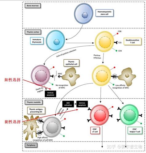 T细胞分类及标记物汇总，深度详解版！ 知乎