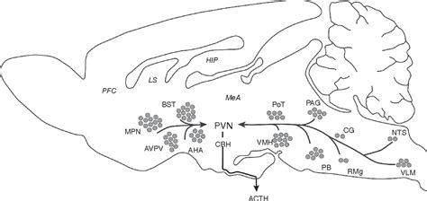 Figure 1 From Sex Differences In The Hpa Axis Semantic Scholar