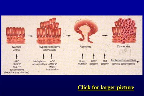 Ppt Hereditary Colorectal Cancer From Genetic Testing To Prevention
