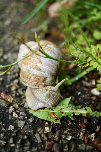 Helix Pomatia 일반적인 이름 로마 달팽이 부르고뉴 달팽이 또는 에스카르고는 Helicidae 계통의 폐 복족류 육상