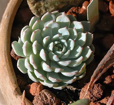 FLORACIONES EN MÁLAGA Y MÁS Mi colección de cactus y suculentas