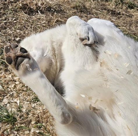 Silly Wolf Saturday R Wolves