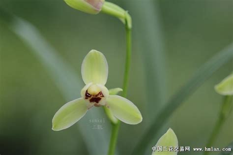 百合仙子 建兰篇 兰花交易网论坛