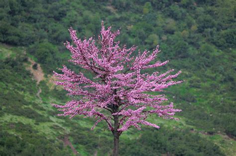 วิจิตรศิลป์ของต้นไม้ดอกไม้สีม่วง ภาพสต็อก ดาวน์โหลดรูปภาพตอนนี้ In