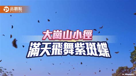 大崗山小徑湧現大量紫斑蝶 愛蝶人士籲賞蝶物打擾