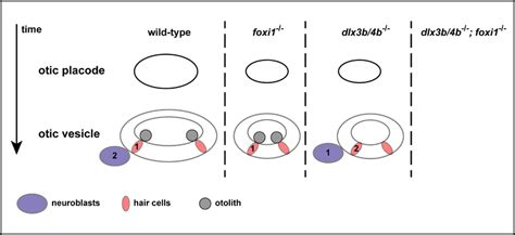 Schematic Summary Of The Events During Early Otic Development In