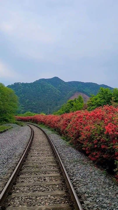 기차타고 고향가는길에 차창 밖을 바라보니 그새 붉은 봄꽃이 피었네 곡성 침곡역 Youtube