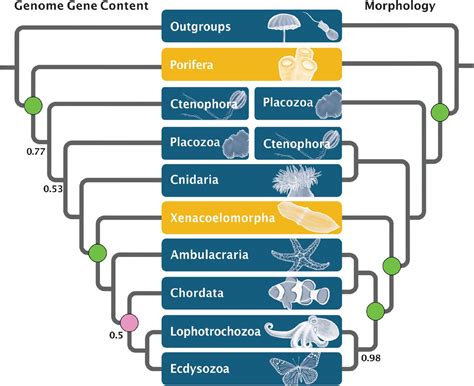 Animal Phylogeny