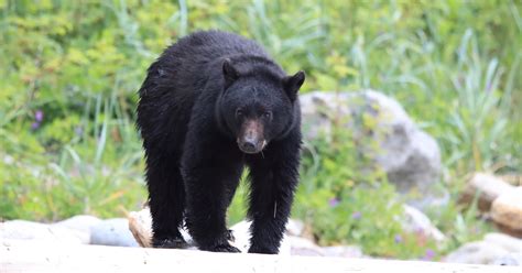 Over 600 Black Bears Killed By Bc Conservation Officers In 2023