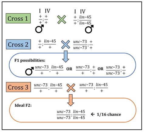 Phenotypic Analysis Of Autism Associated Mutations In C Elegans Curj