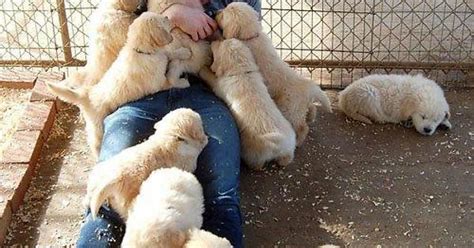 Pure Happiness Imgur