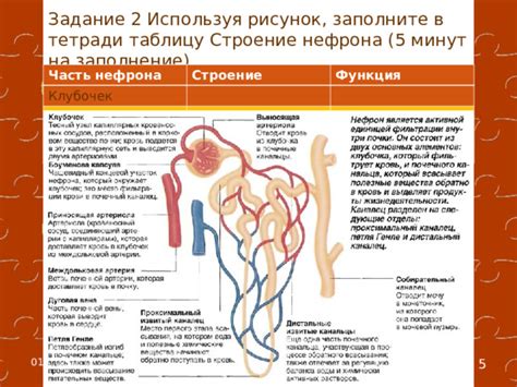 Презентация к уроку биологии в 8 классе по теме Заболевания органов мочевыделения Питьевой режим