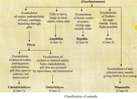 Phylum Chordata Characteristics Classification Cbse Tuts