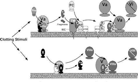 Figure 1 From The Protein C Pathway Semantic Scholar