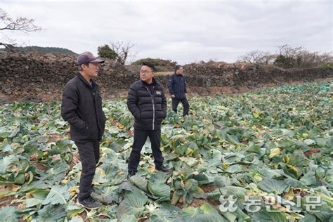 양배추·양파 포전거래 계약서 작성제주 농가 필요성 못 느껴”