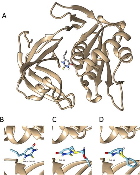 Structure Of The Cyb5r3 Binding Site Of Propylthiouracil A With A