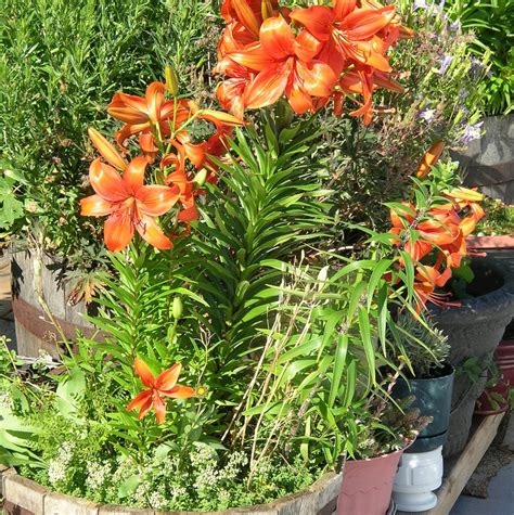 Лилия в контейнере как вырастить Любимые цветы