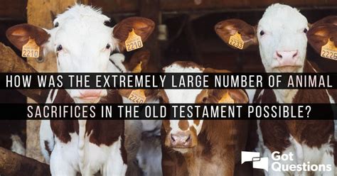 How Was The Extremely Large Number Of Animal Sacrifices In The Old