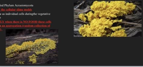 Phylum Acrasiomycota