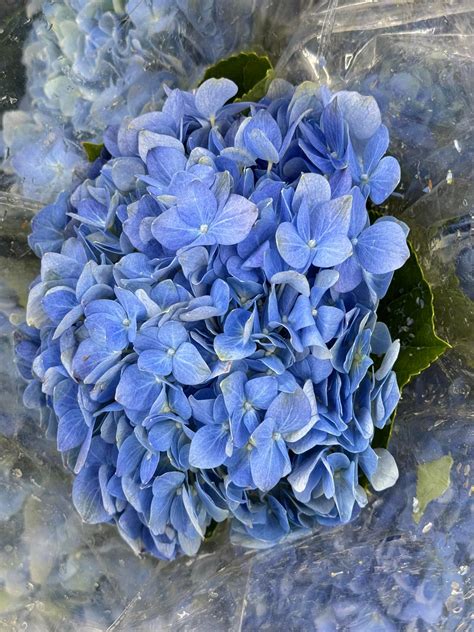 Гоёлын Гоёлын цэцгийн агуулах худалдаа Flower Market