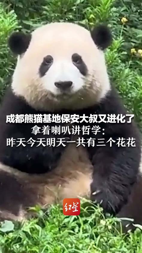 成都熊猫基地保安大叔又进化了 拿着喇叭讲哲学：昨天今天明天一共有三个花花凤凰网视频凤凰网