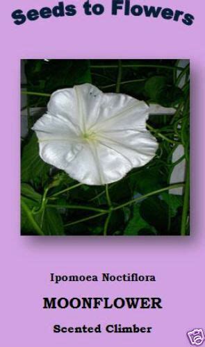 Ipomoea Noctiflora Moonflower 14 Quality Flower Seeds Large Saver