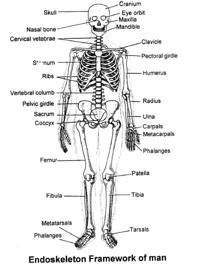 Skeletal System Chapter Notes Class Biology EduRev Notes
