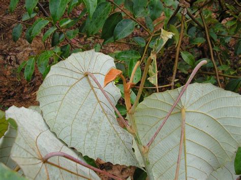 Macaranga Denticulata Pha Tad Ke Botanical Garden