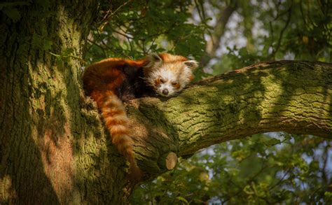 Free Images Tree Nature Forest Animal Wildlife Zoo Jungle
