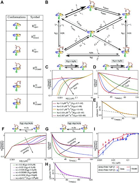 A Kinetic Mathematical Model Explaining The Biphasic Ligand Binding A