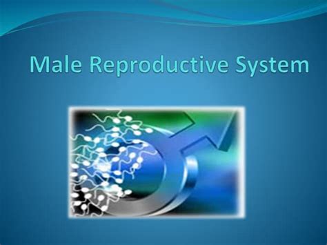 Male Reproductive System Ppt