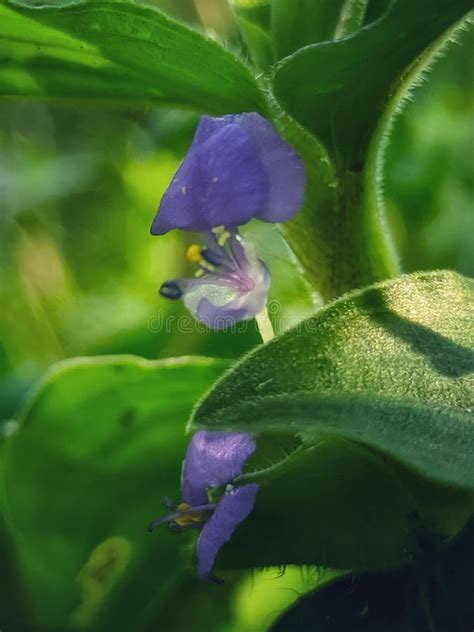 Purple Flowers With Small Thin Hairy Stems Stock Image Image Of Leaf Thin 275022993