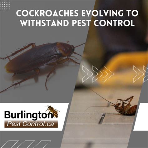 Burlington Pest Controlthe Growing Threat Mutant Cockroaches Evolving